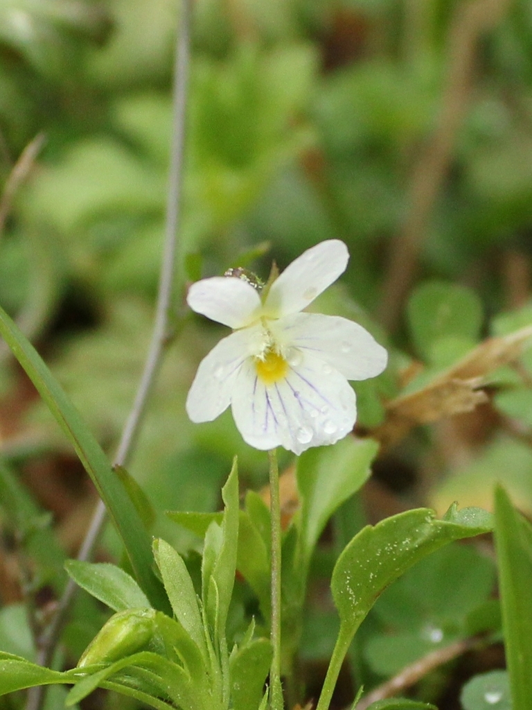 American field pansy from Camden, SC 29020, USA on March 10, 2023 at 10 ...