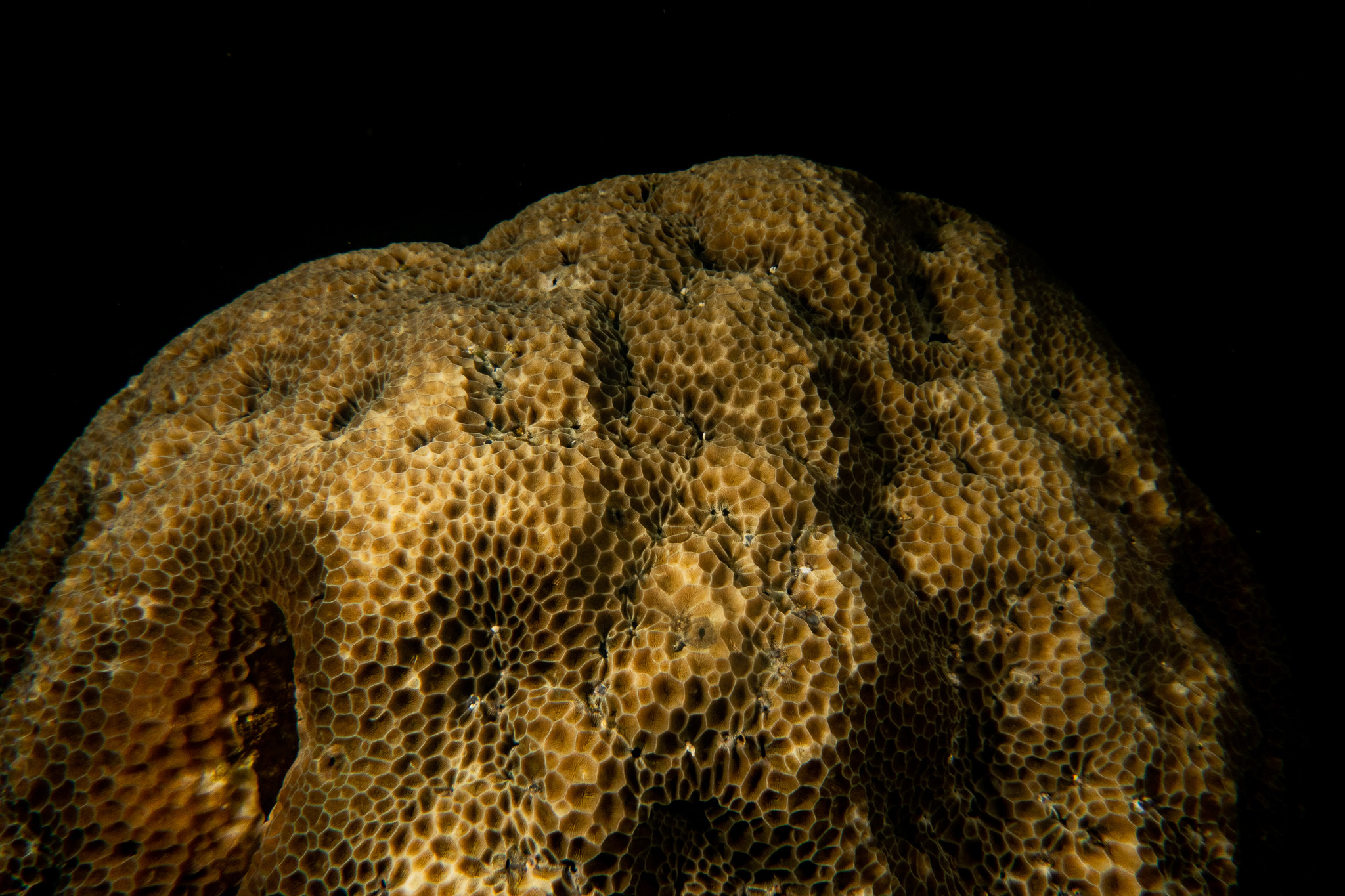 Gardineroseris planulata (Dana, 1846)