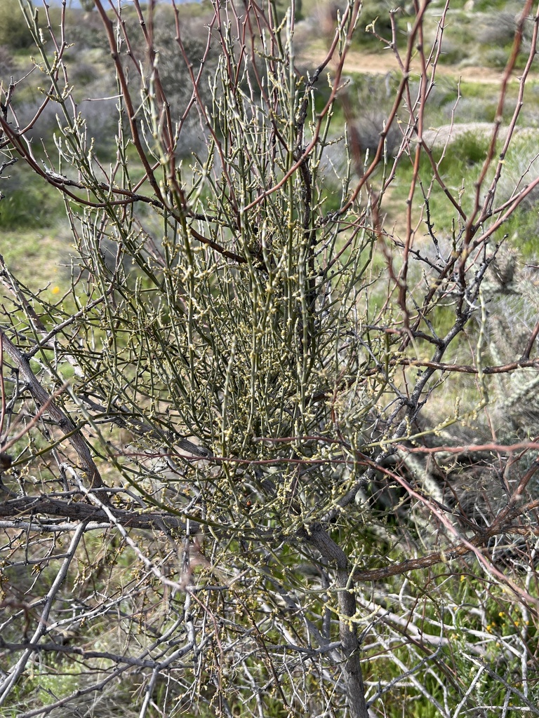 Mesquite Mistletoe from McDowell Sonoran Preserve, Scottsdale, AZ, US ...