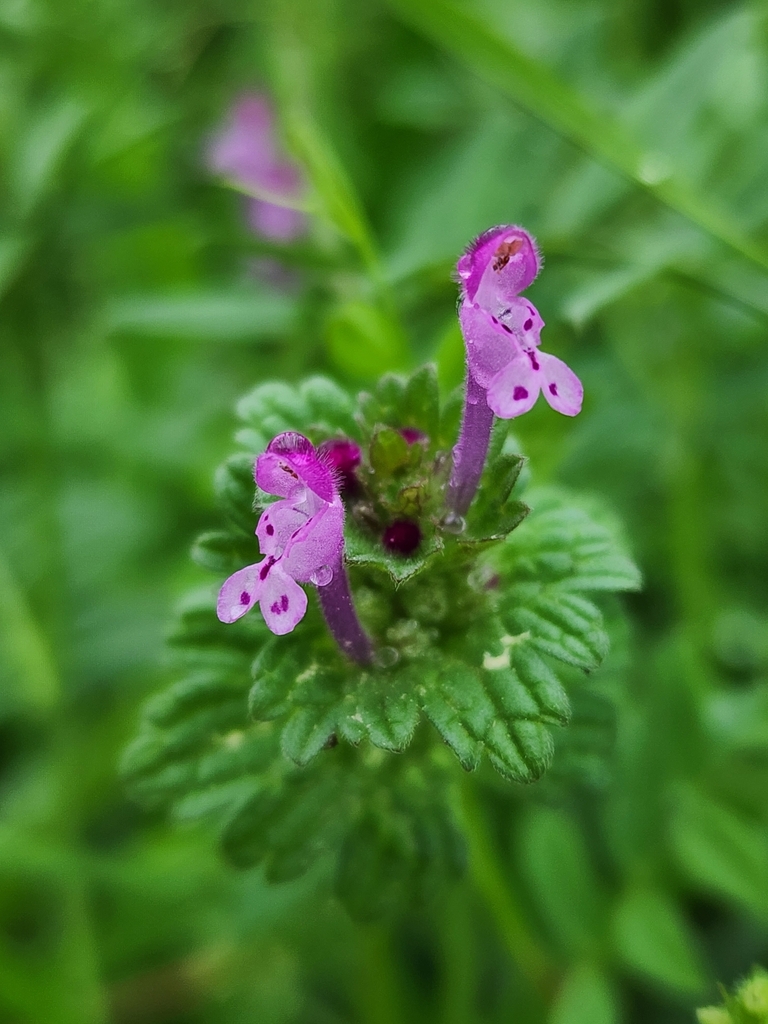 henbit deadnettle from Camden, SC 29020, USA on March 10, 2023 at 12:39 ...