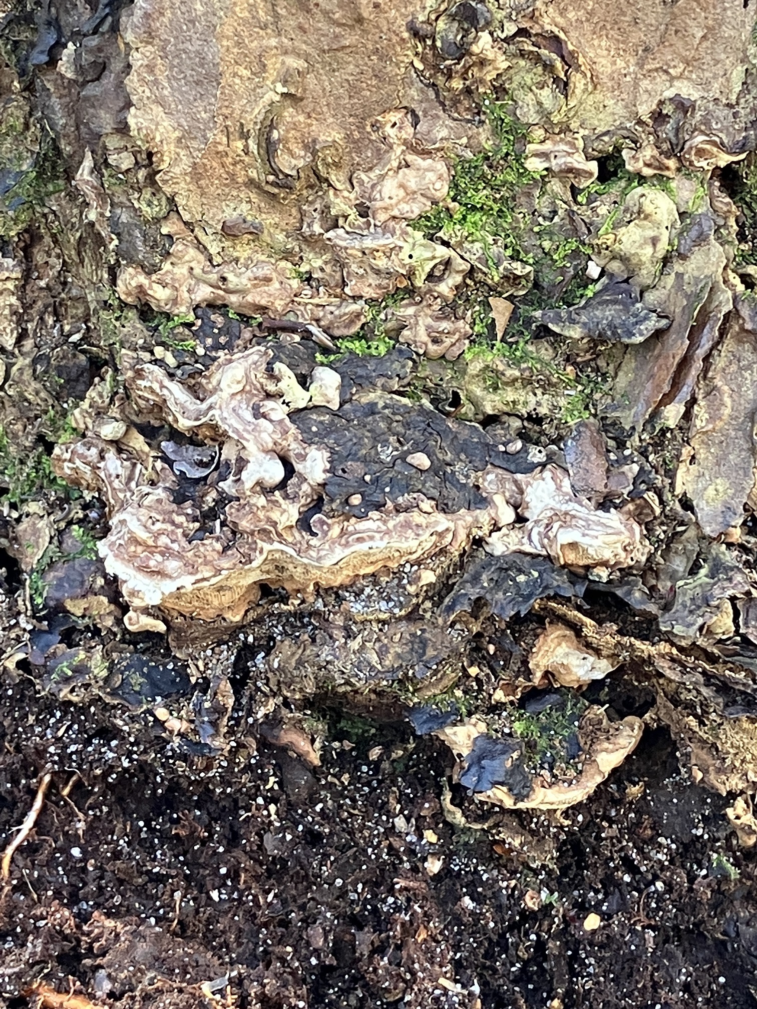 Heterobasidion irregulare Garbel. & Otrosina