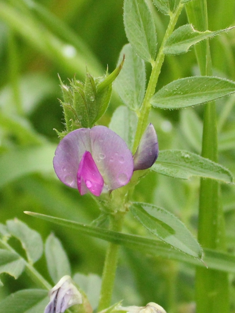 Common Vetch from Camden, SC 29020, USA on March 10, 2023 at 09:57 AM ...