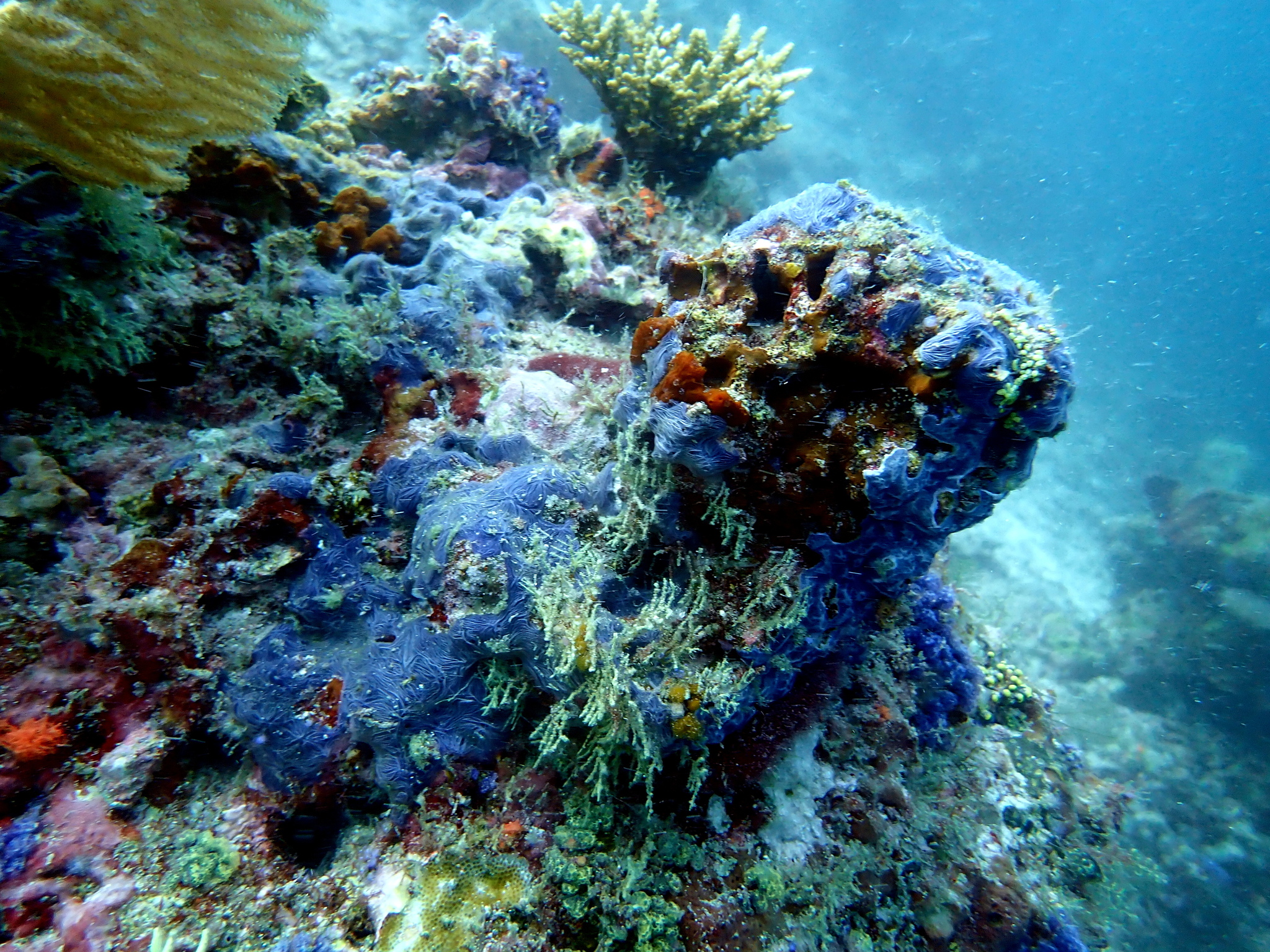 Chalinula nematifera (de Laubenfels, 1954)