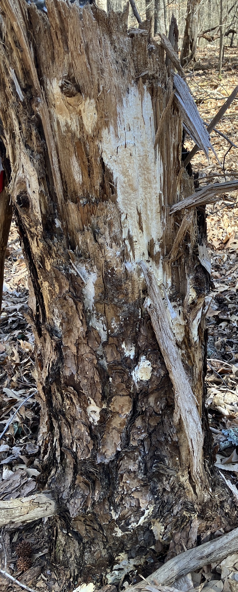 Heterobasidion irregulare Garbel. & Otrosina