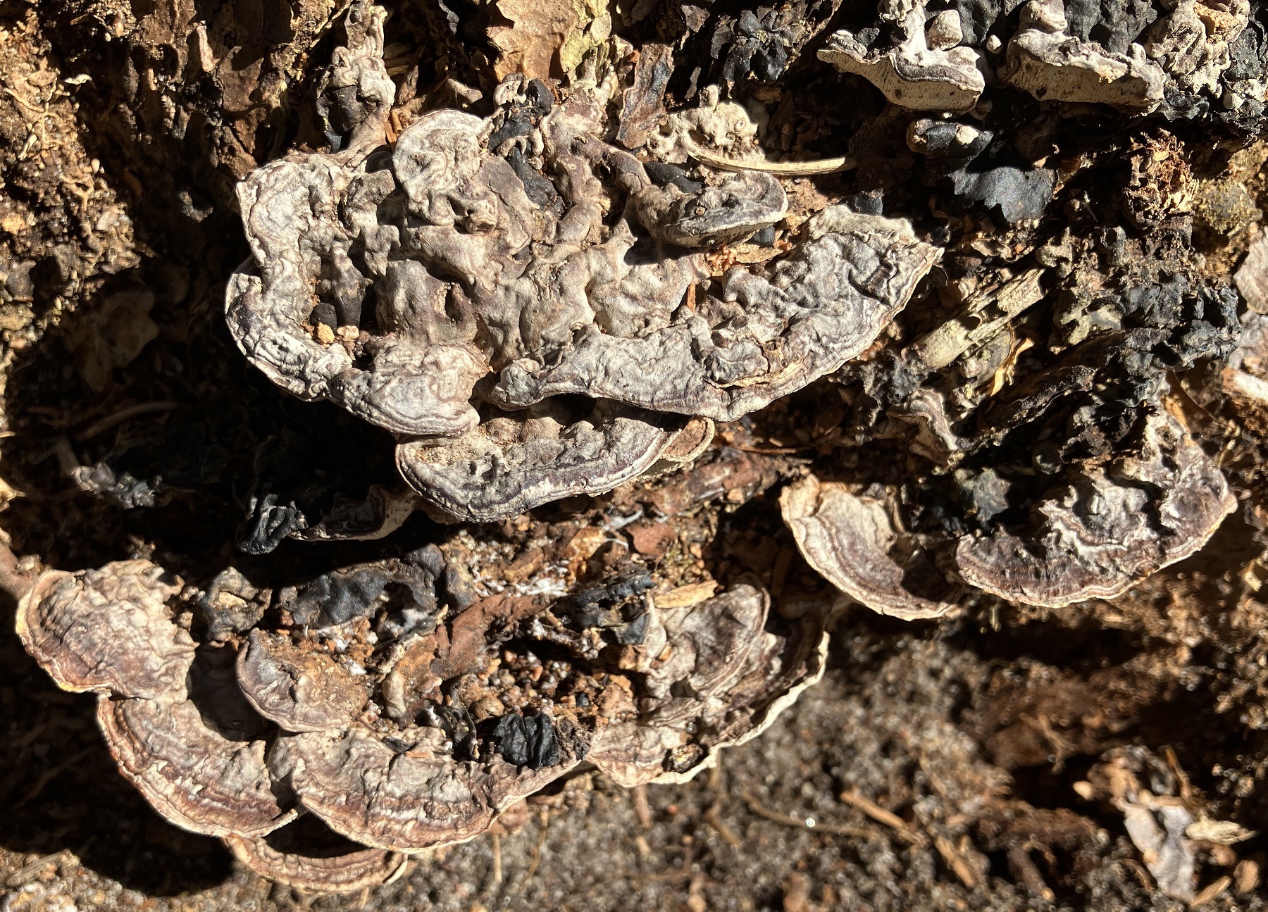 Heterobasidion irregulare Garbel. & Otrosina