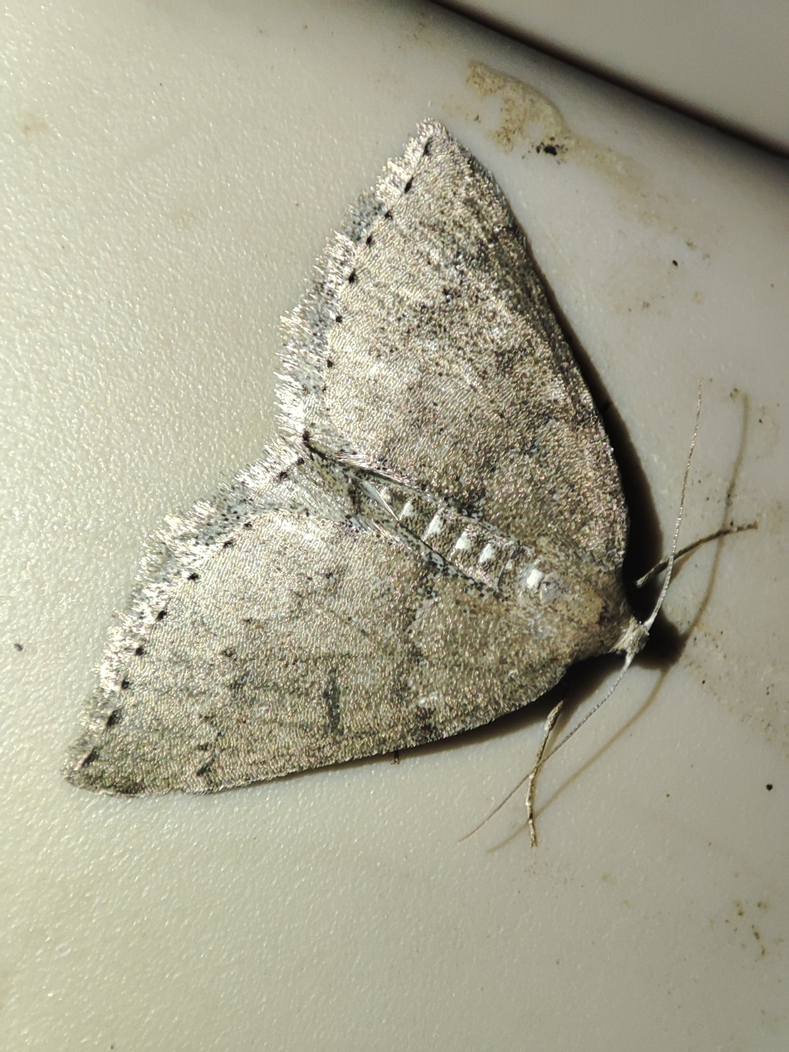 Aleucis distinctata (Herrich-Schäffer, 1839)