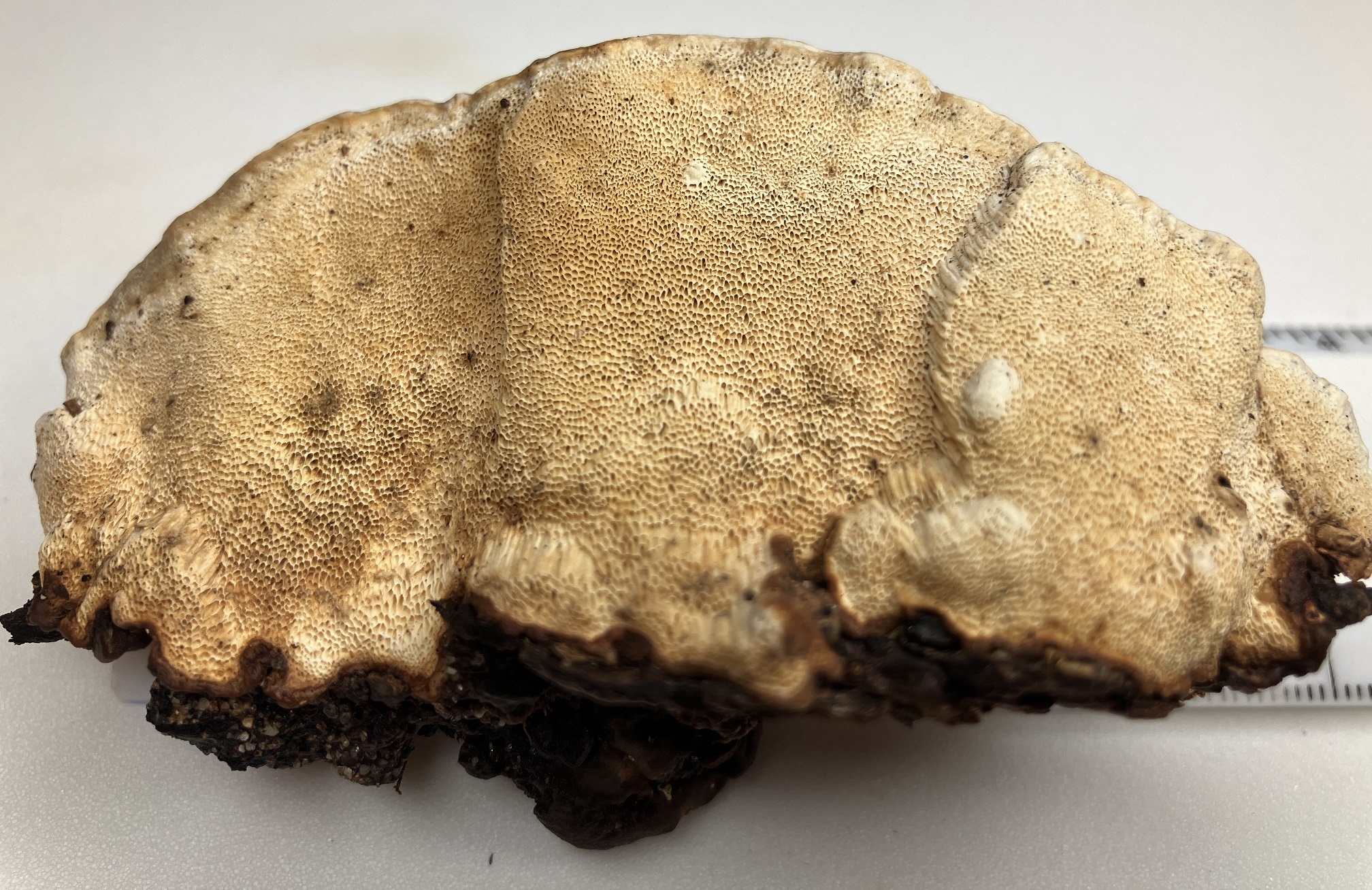 Heterobasidion irregulare Garbel. & Otrosina