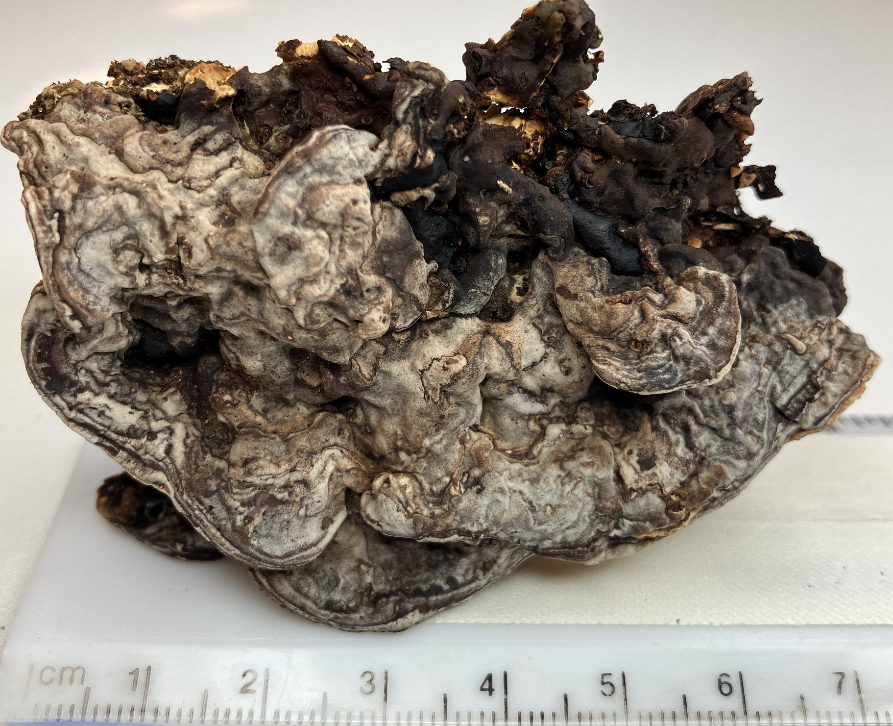 Heterobasidion irregulare Garbel. & Otrosina