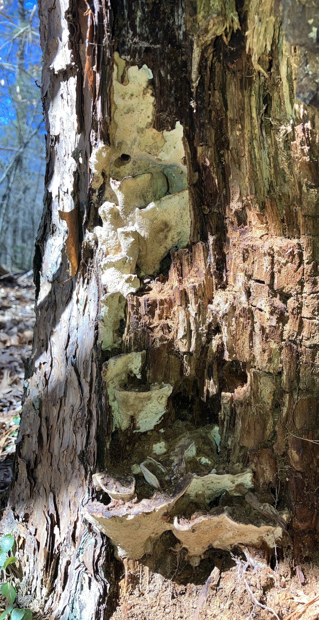 Heterobasidion irregulare Garbel. & Otrosina