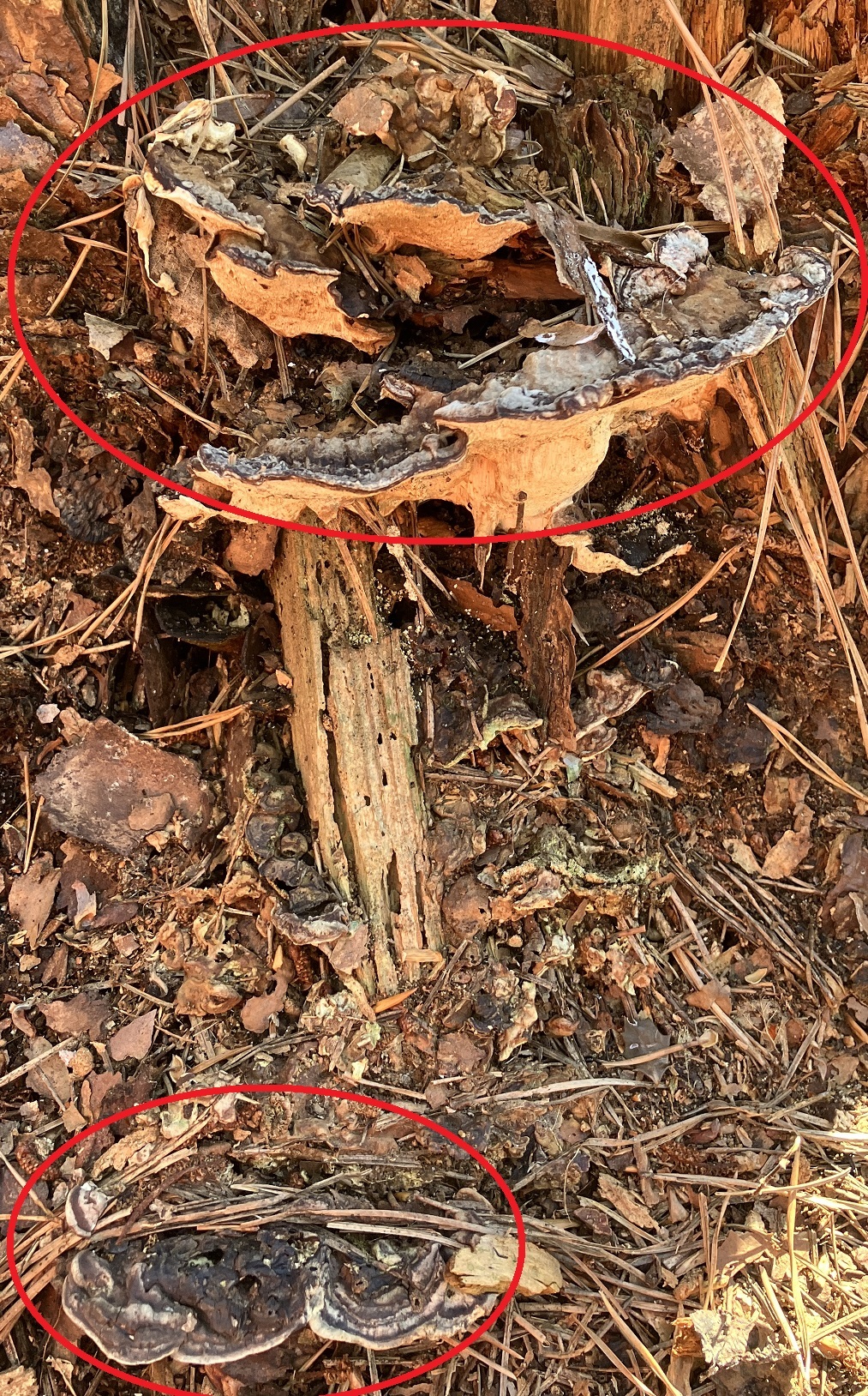 Heterobasidion irregulare Garbel. & Otrosina