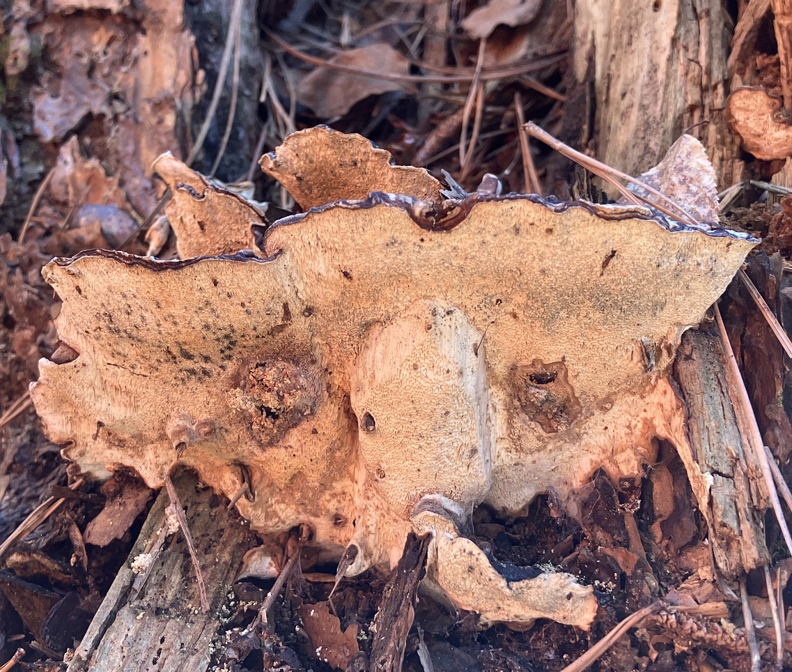 Heterobasidion irregulare Garbel. & Otrosina