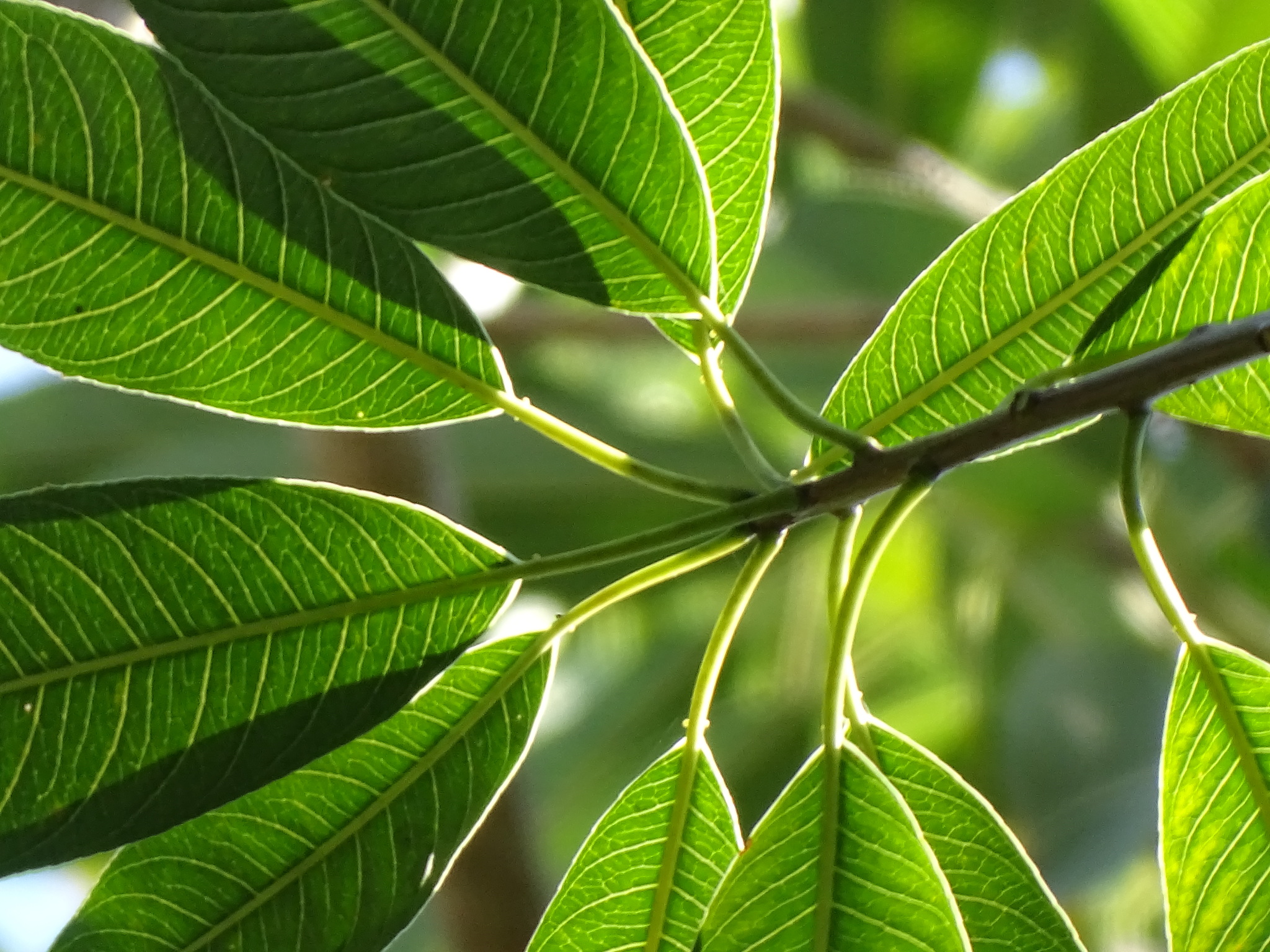 Sapium glandulosum (L.) Morong