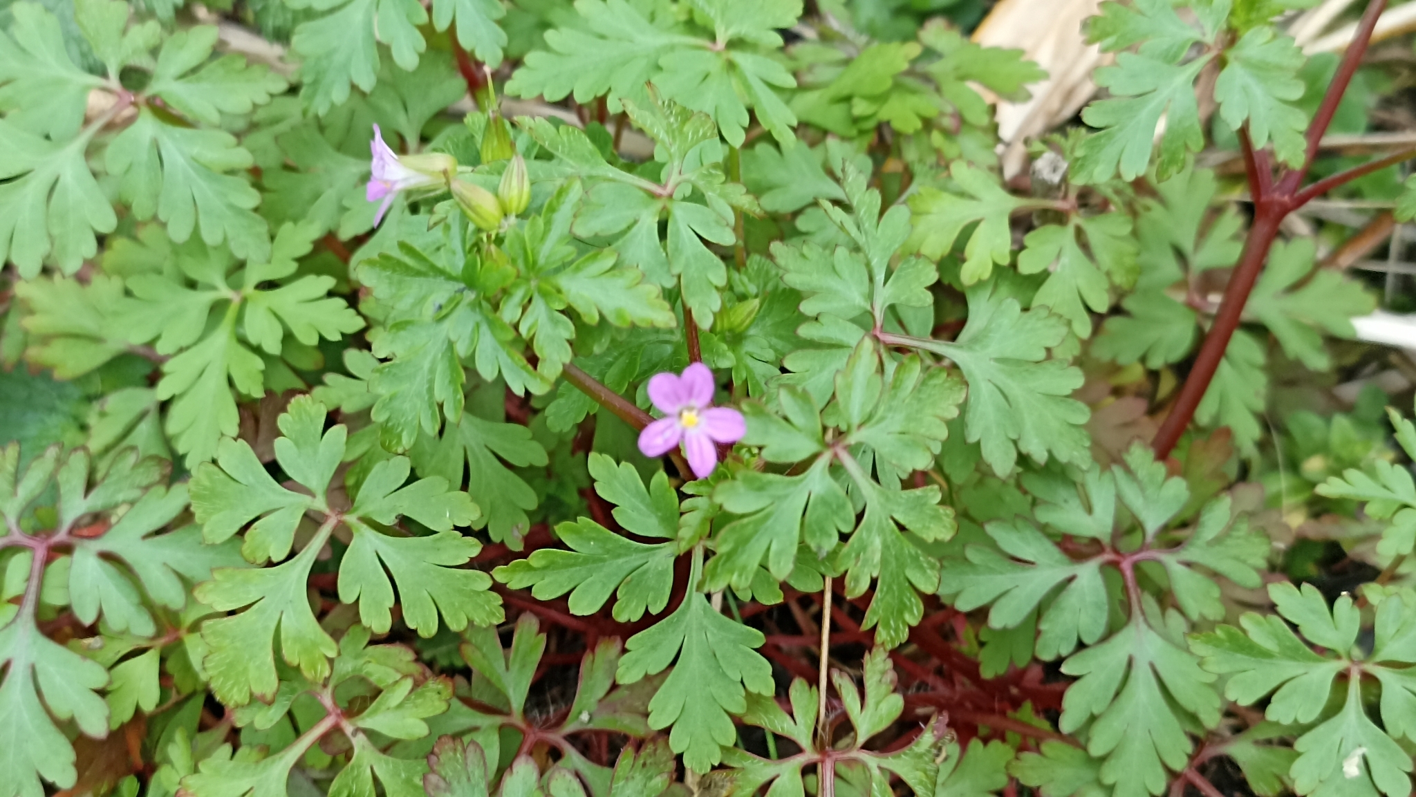 Geranium purpureum Vill.