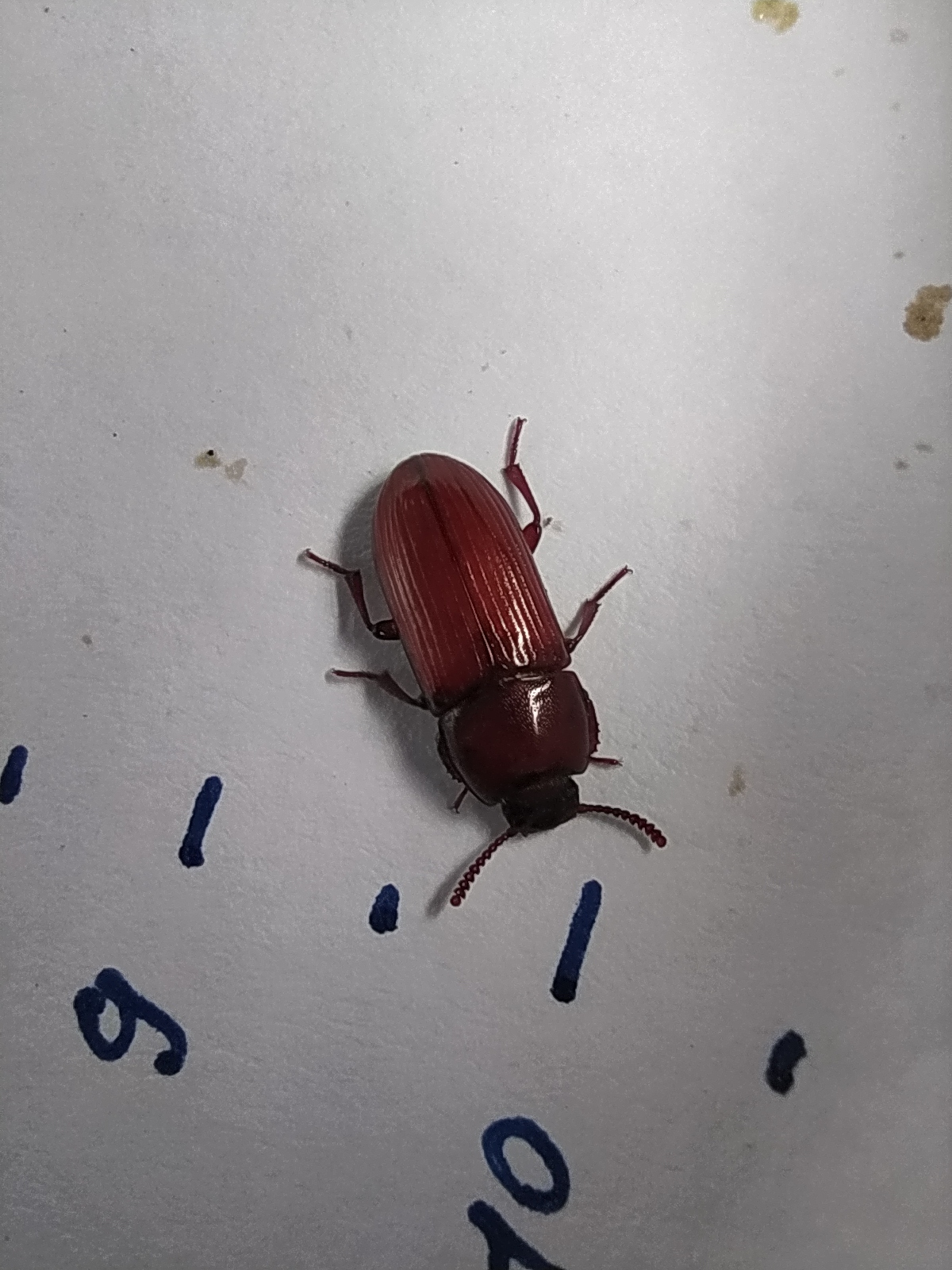 Uloma culinaris (Linnaeus, 1758)