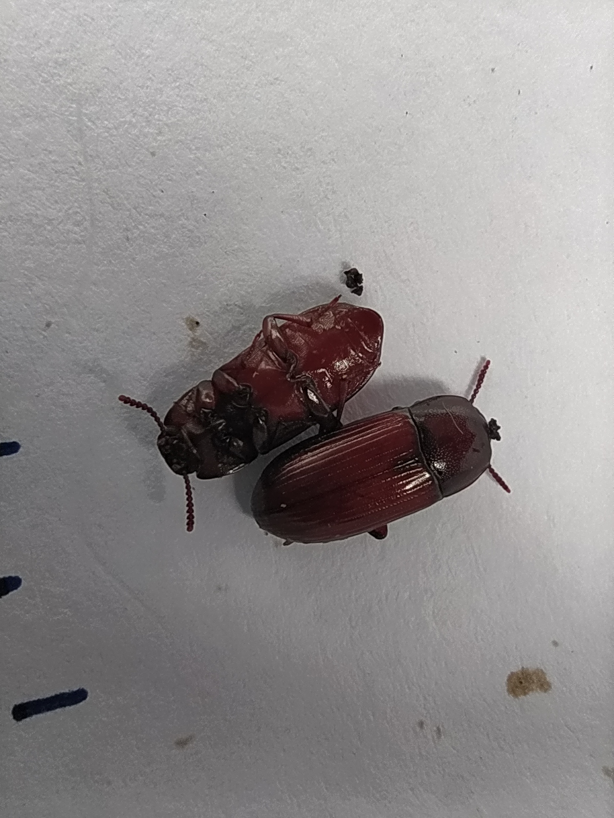 Uloma culinaris (Linnaeus, 1758)