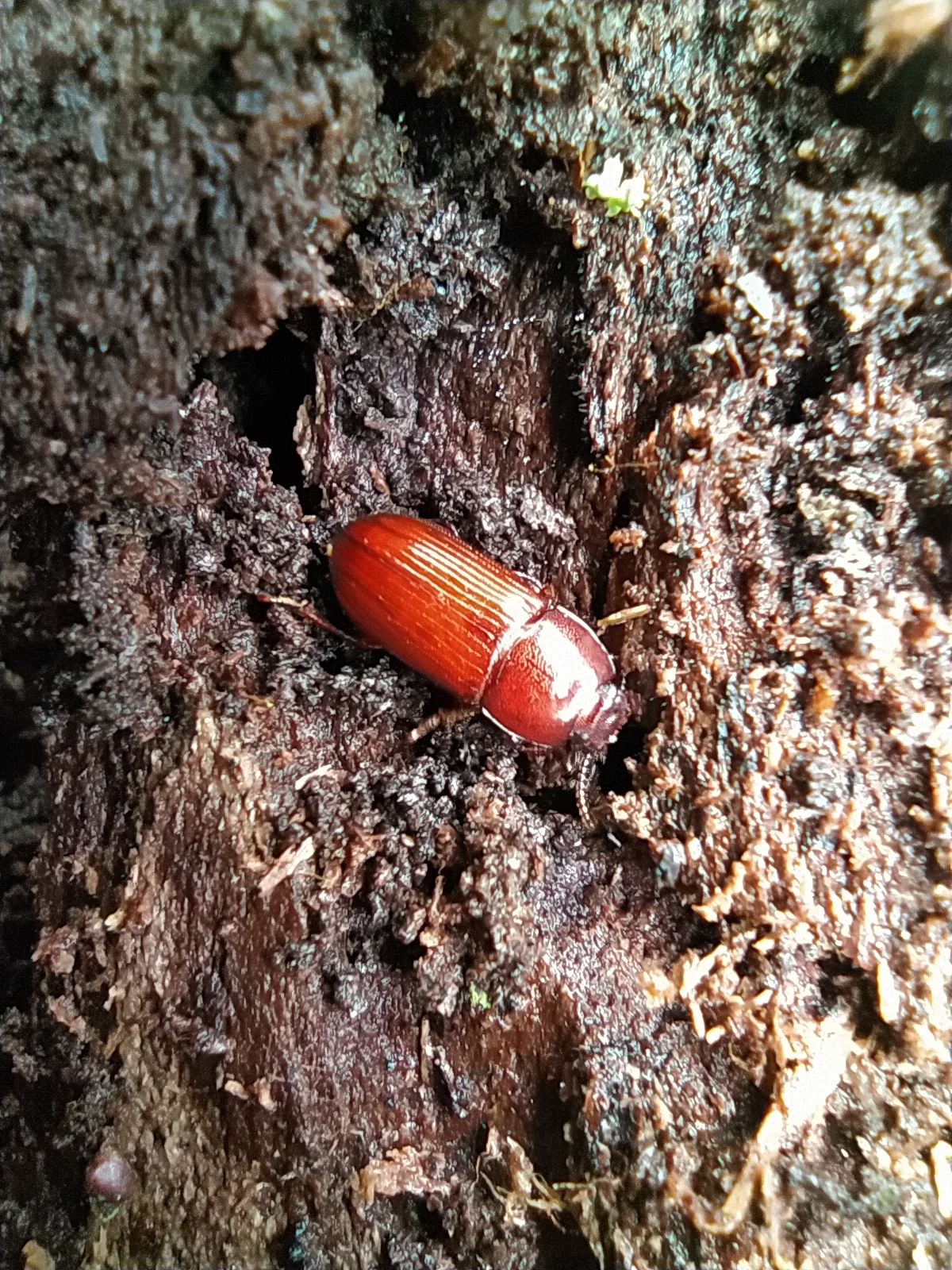 Uloma culinaris (Linnaeus, 1758)