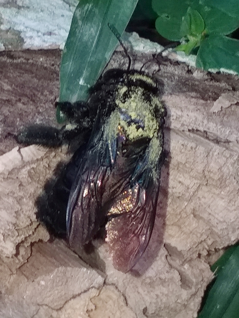 Large Carpenter Bees from Nocaima on March 10, 2023 at 02:48 PM by ...