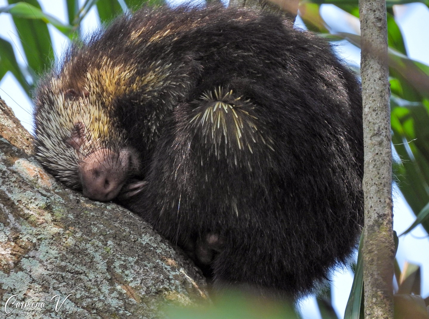 Sphiggurus mexicanus (Kerr, 1792)