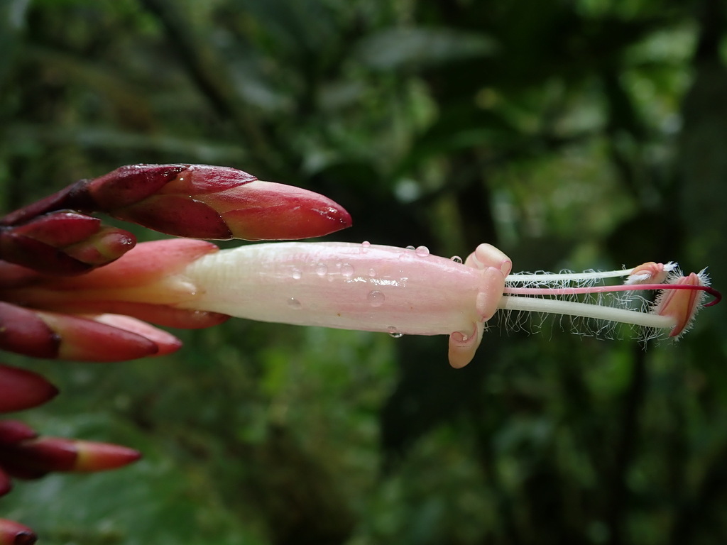 Sanchezia from Baños Canton, Ecuador on November 17, 2022 at 07:06 PM ...