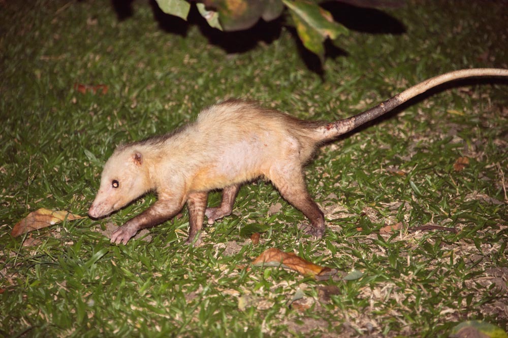 Didelphis marsupialis Linnaeus, 1758