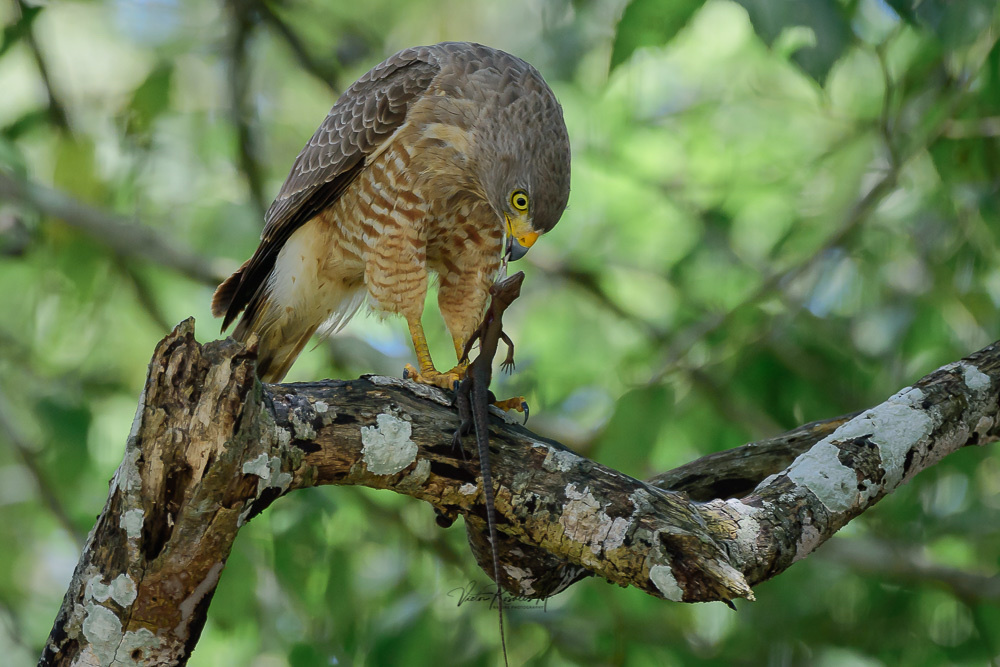 Roadside Hawk from Bacalar, Quintana Roo, MX on March 10, 2023 at 11:51 ...