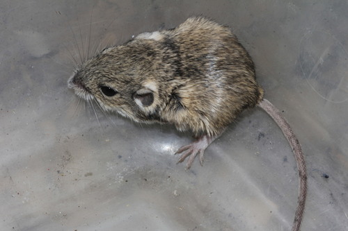 (Perognathus merriami subsp. gilvus)