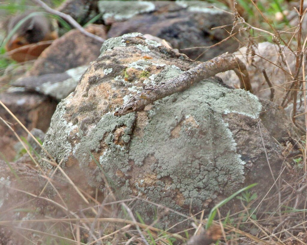common lichens from Santa Cruz County, AZ, USA on March 07, 2023 at 11: ...