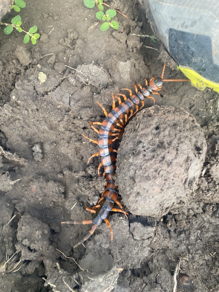 Giant Desert Centipede from Moctezuma - Tepache, Tepache, SON, MX on ...