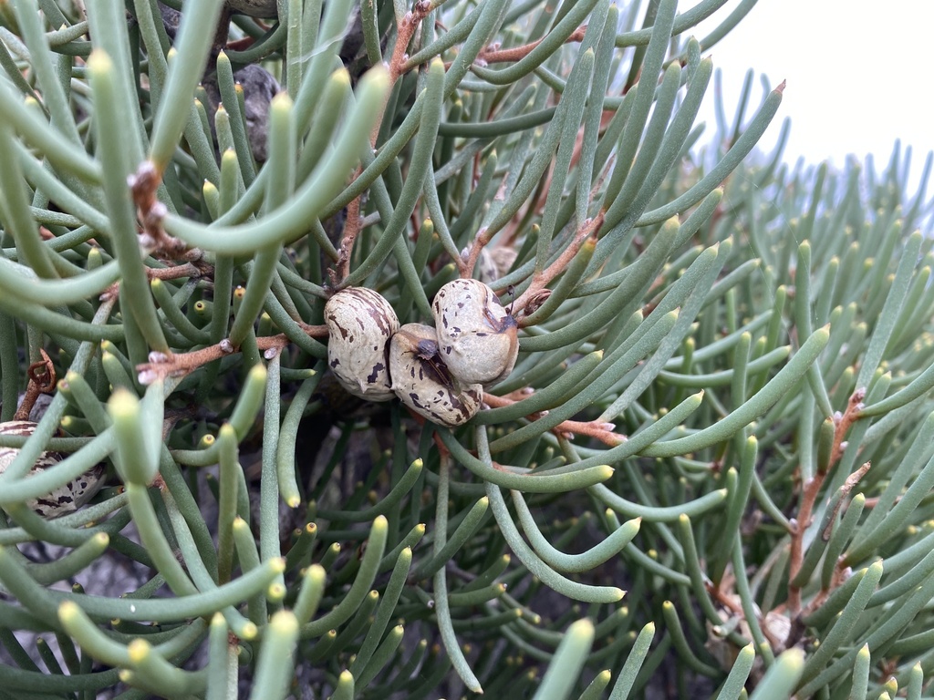 Pincushion trees from Tasman National Park, Cape Raoul, TAS, AU on ...