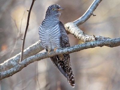 Common Cuckoo from Johnston, RI 02919, USA on November 5, 2020 at 01:33 ...