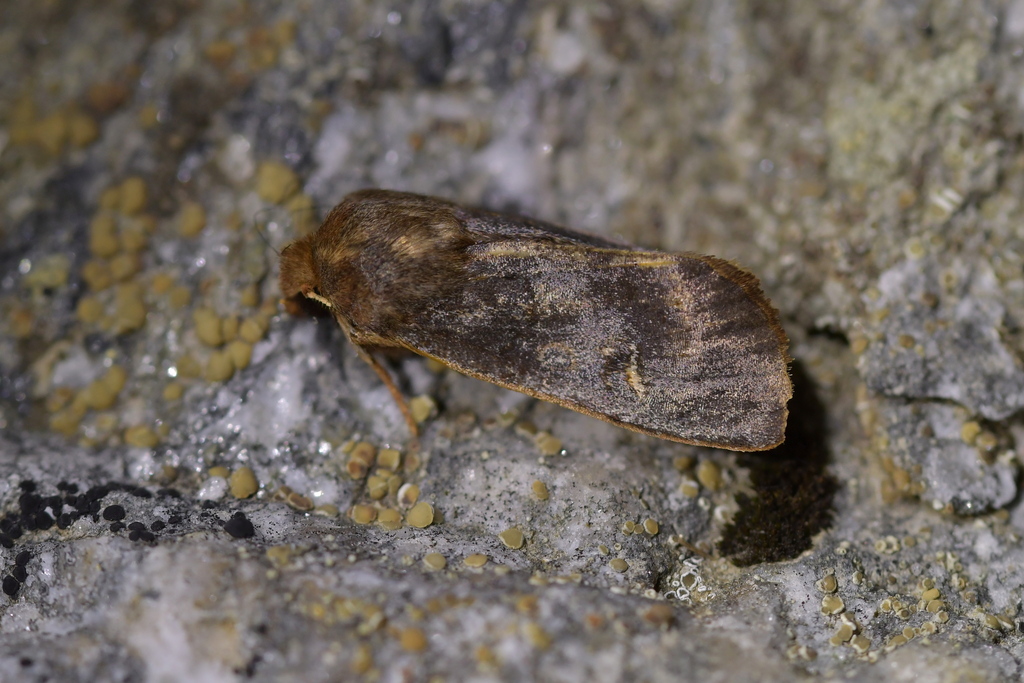 Ichneutica alopa from Old Man Range, New Zealand on March 6, 2023 at 12 ...