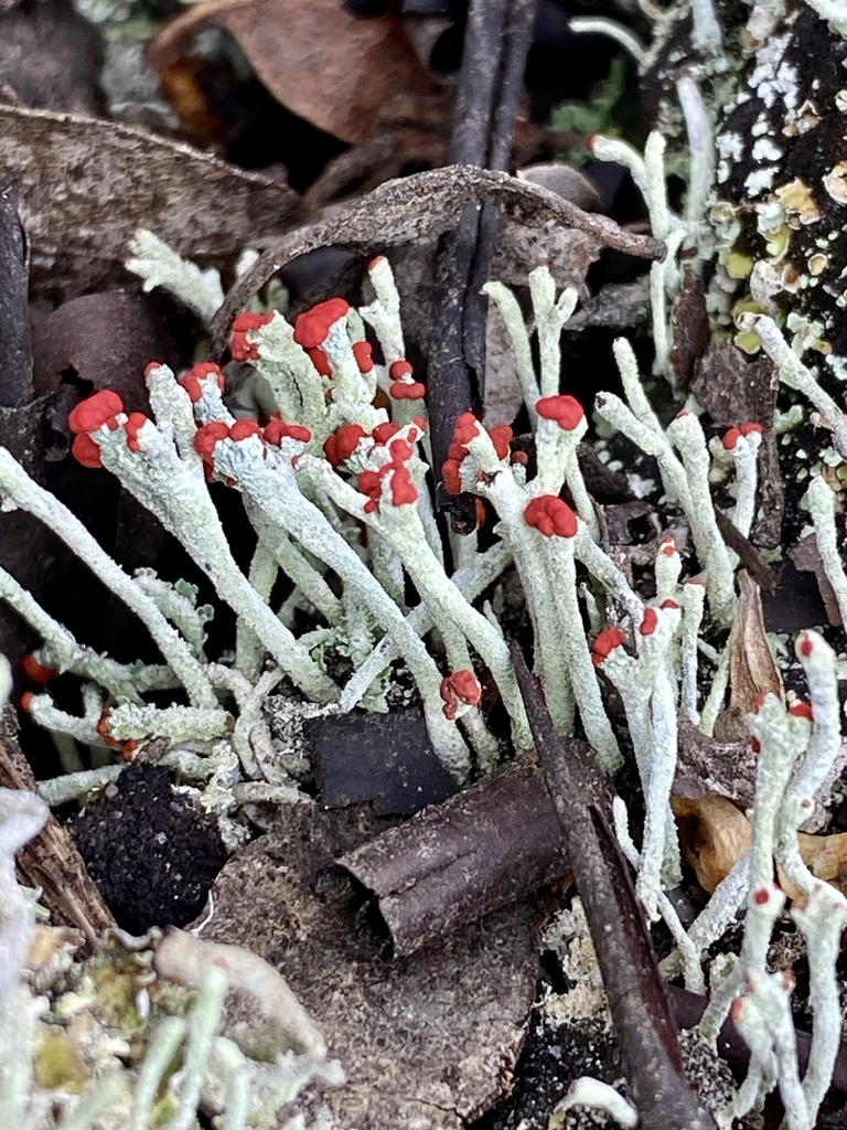 Pixie Cup Lichens from Fort Ord National Monument, Salinas, CA, US on ...