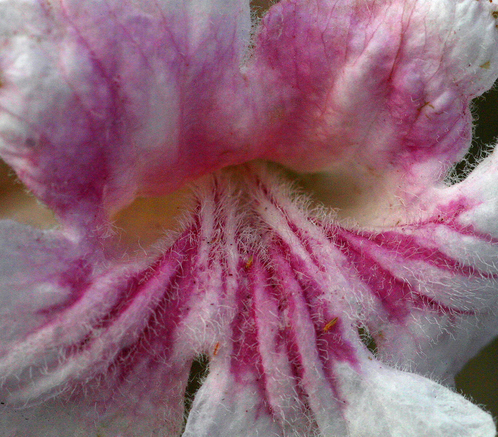 pink-jacaranda (Stereospermum kunthianum) - Botanical Realm