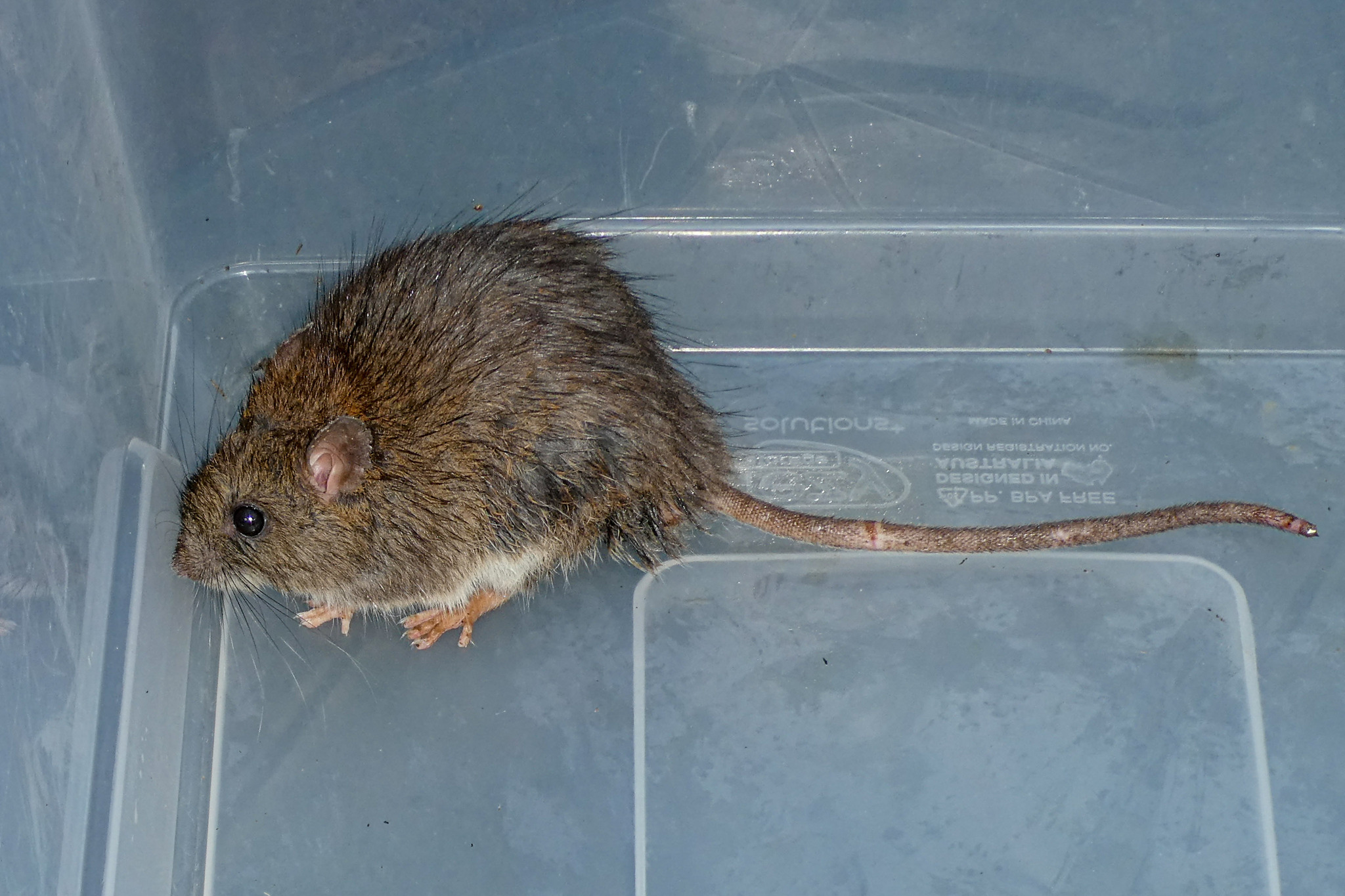 Rattus fuscipes (Waterhouse, 1839)