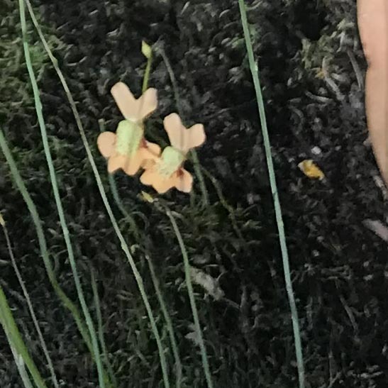 Utricularia fulva from Kakadu NT 0822, Australia on June 04, 2018 at 02 ...