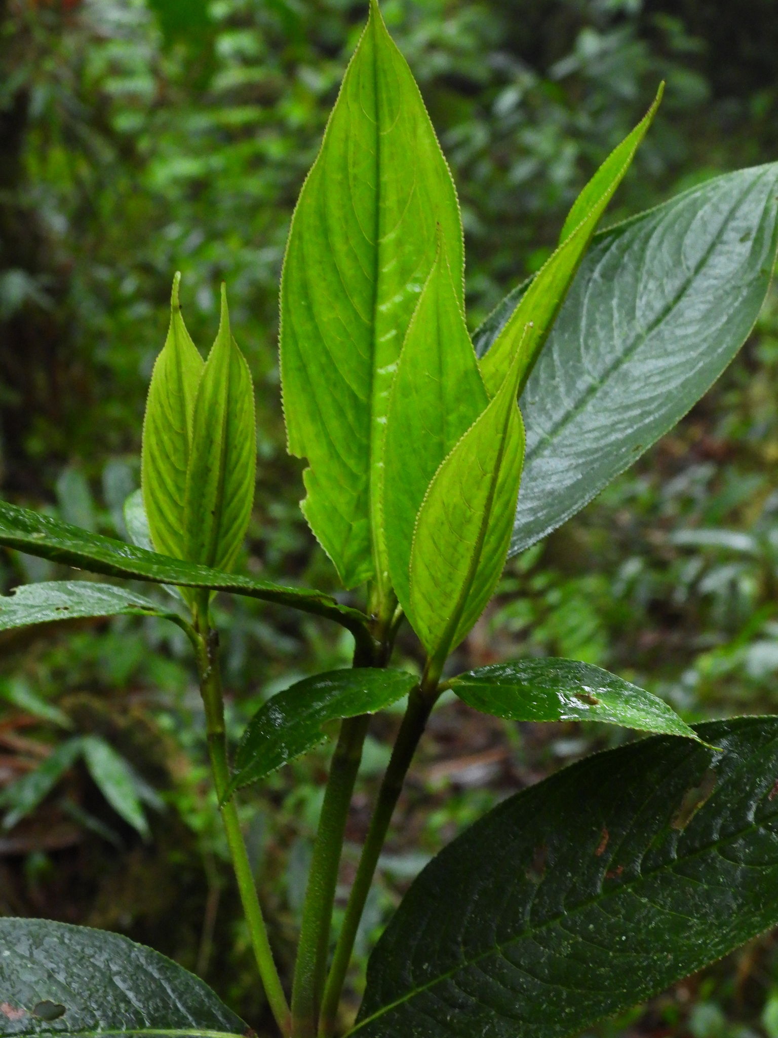 Hedyosmum goudotianum Solms