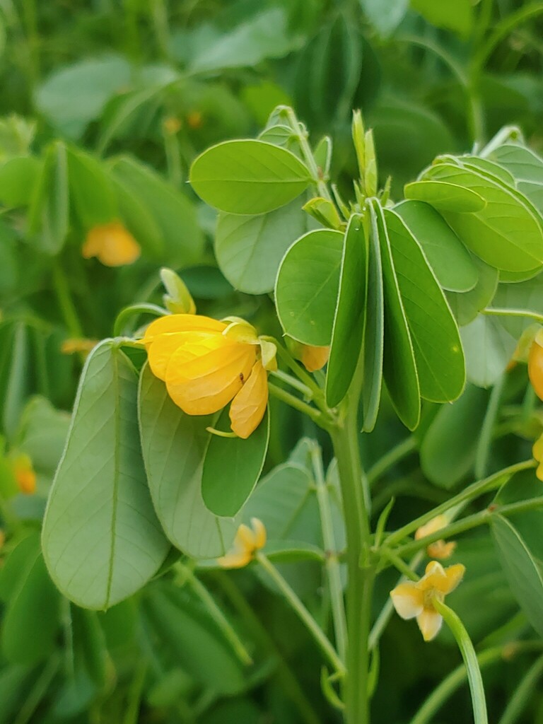 American Sicklepod from Stone Mountain, GA, USA on August 21, 2021 at ...