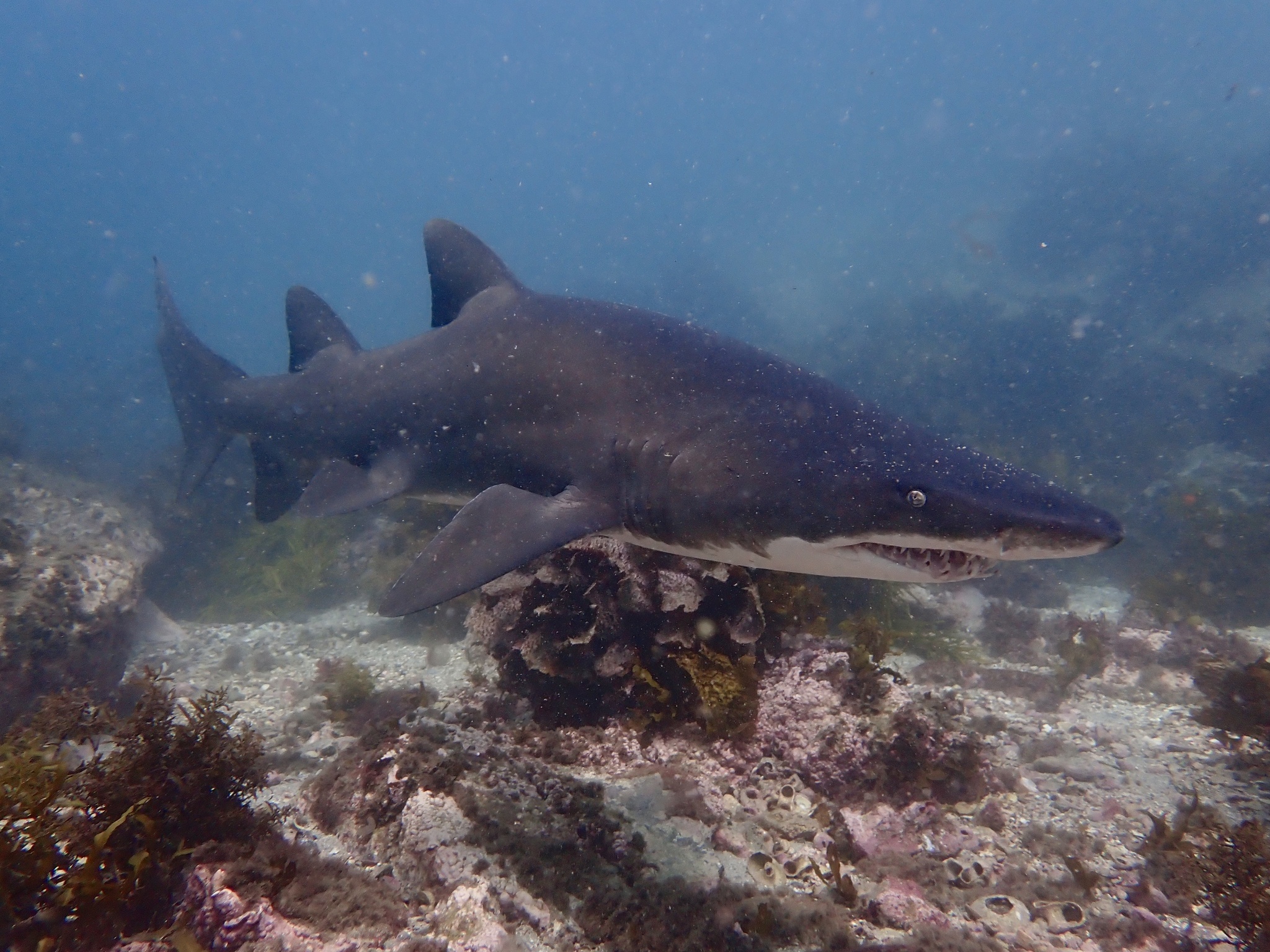 Lamniformes