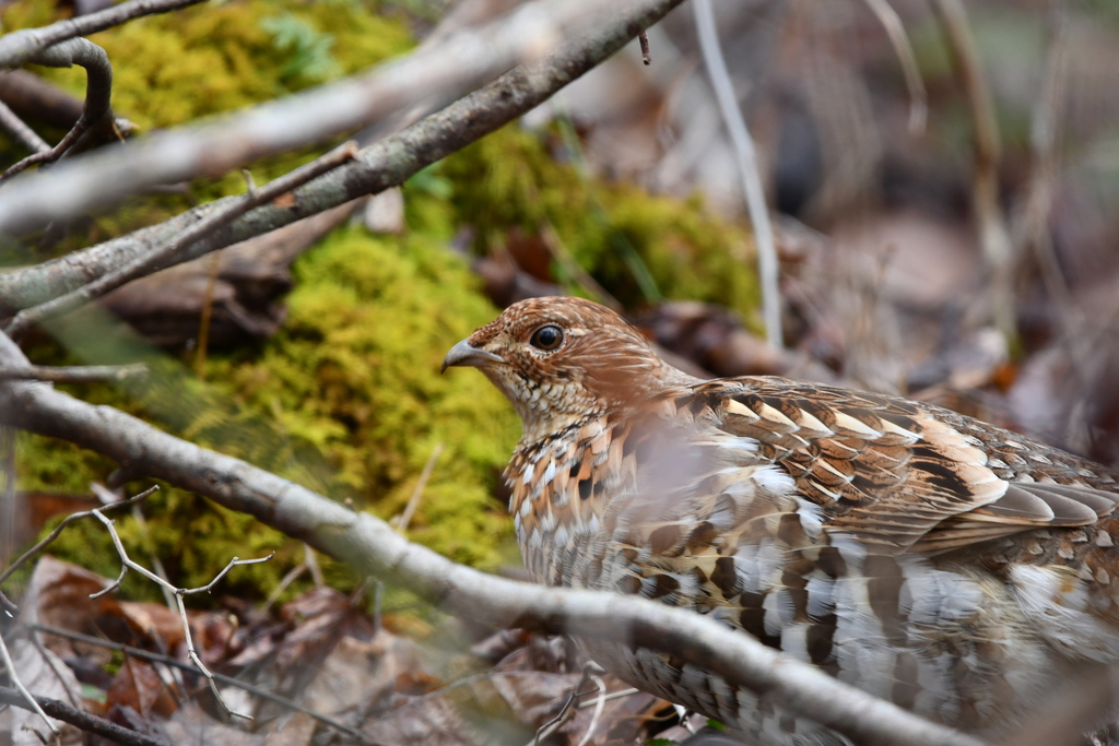 Eastern Ruffed Grouse from Randolph County, WV, USA on March 10, 2023 ...