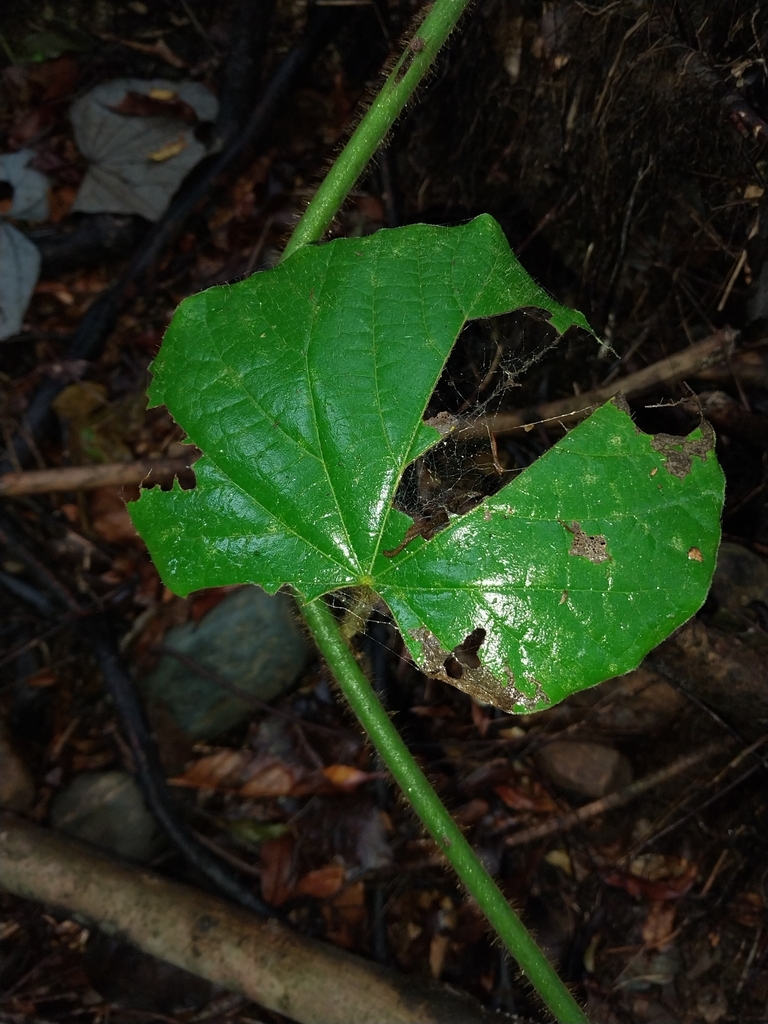 Big-Leaf Vine from The Gap QLD 4061, Australia on March 11, 2023 at 08: ...