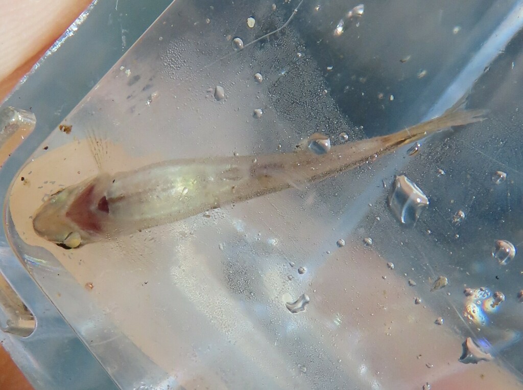 Eastern Blacknose Dace from Mount Airy, Philadelphia, PA, USA on March ...