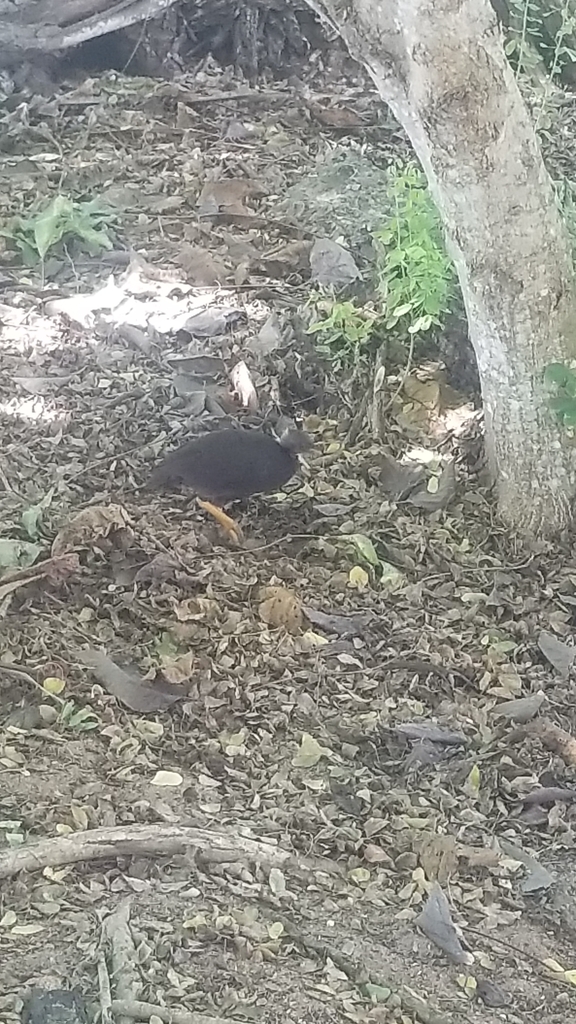 Micronesian Megapode in March 2023 by TEvans · iNaturalist