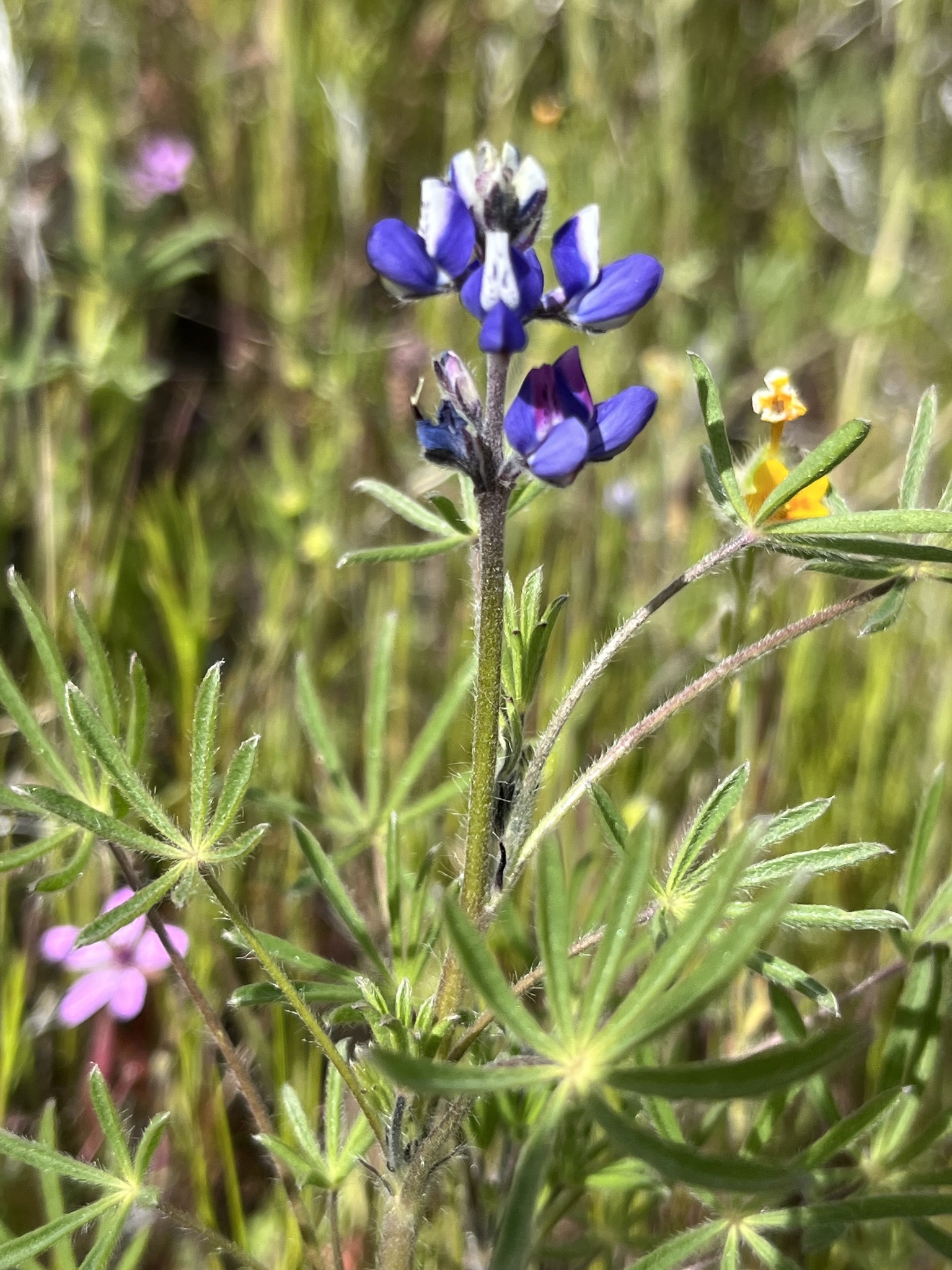 Lupinus bicolor Lindl.