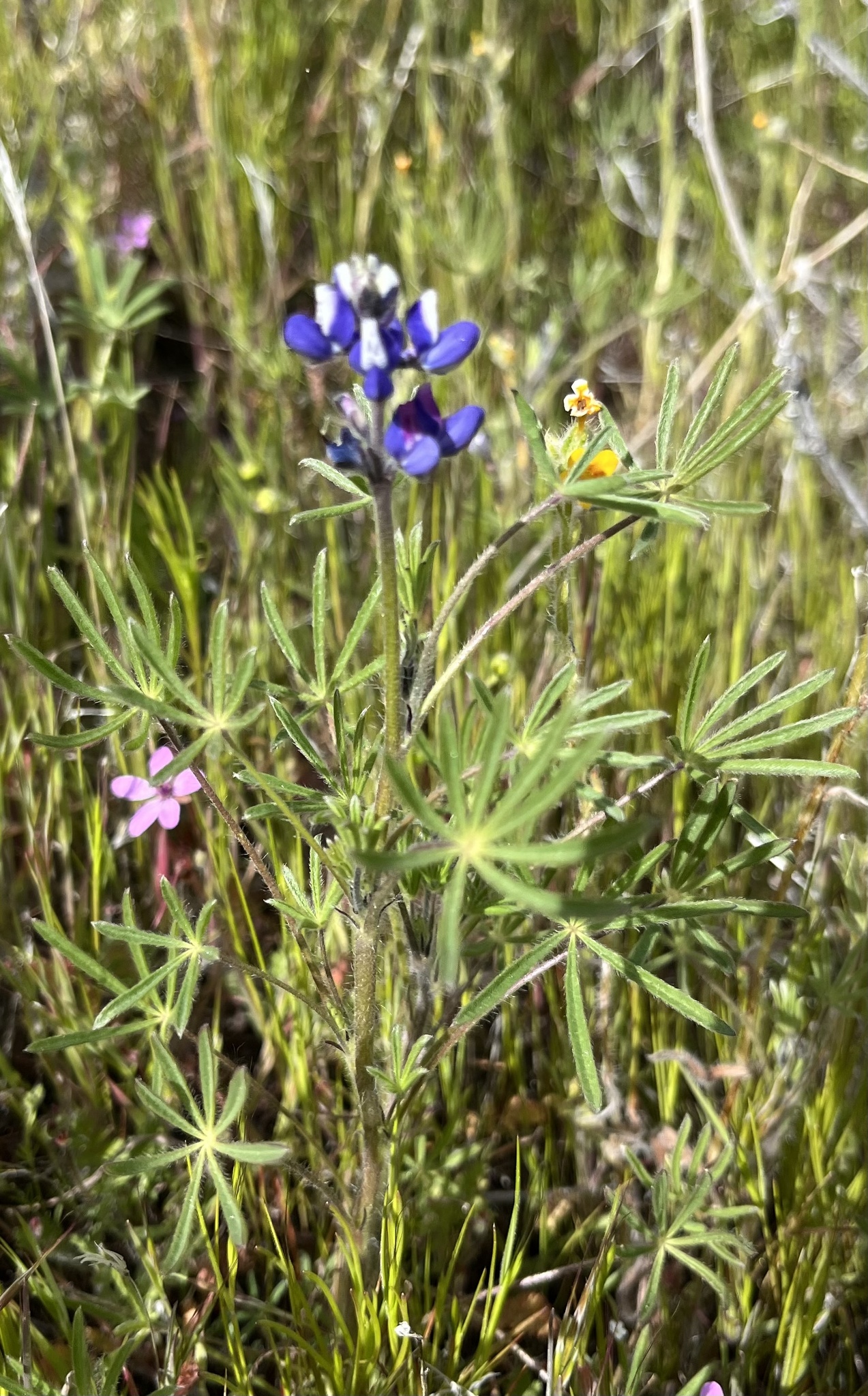 Lupinus bicolor Lindl.