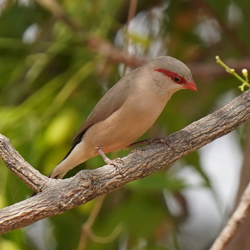 Estrilda troglodytes (Lichtenstein, 1823)