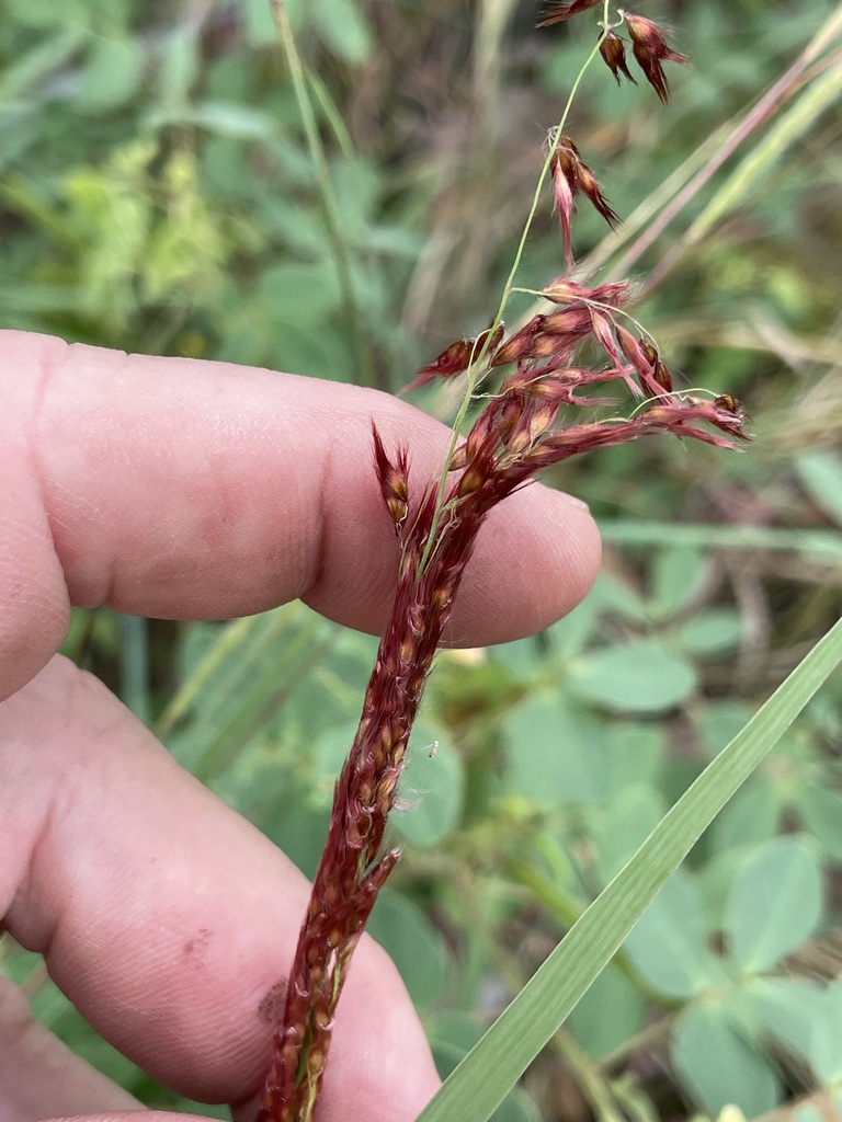 Natal grass from Mount Alma QLD 4680, Australia on February 21, 2023 at ...