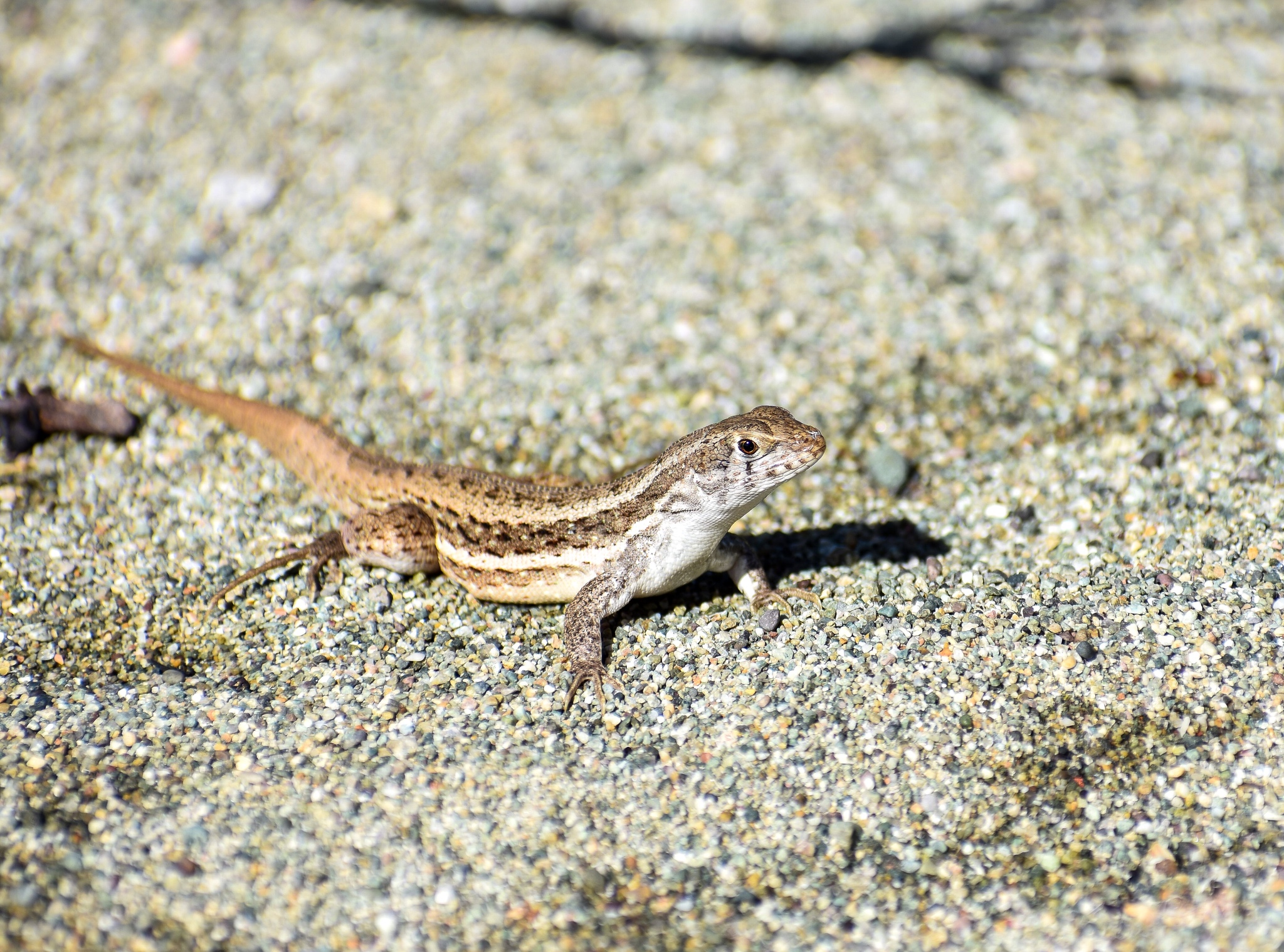 Leiocephalus raviceps Cope, 1863