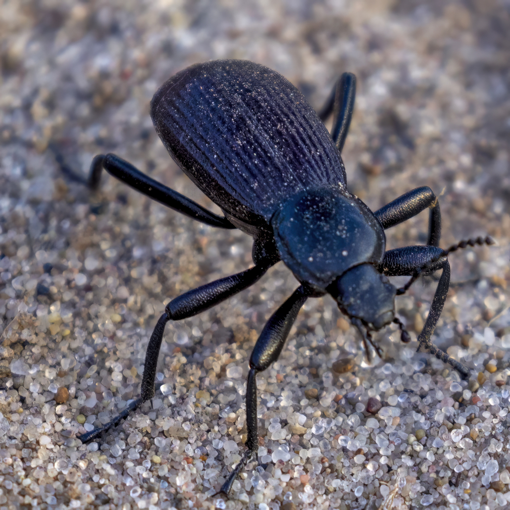 Eleodes obscura from Moffat County, CO, USA on June 14, 2015 at 06:59 ...
