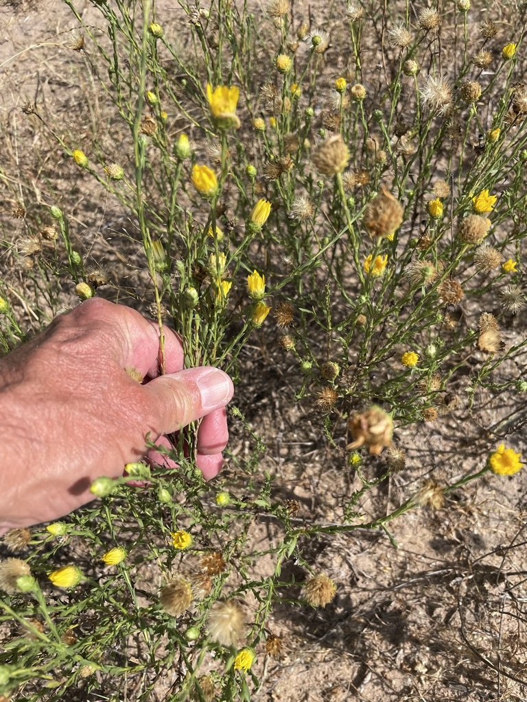 Sleepy Daisy from Willacy County, TX, USA on October 25, 2022 at 11:09 ...