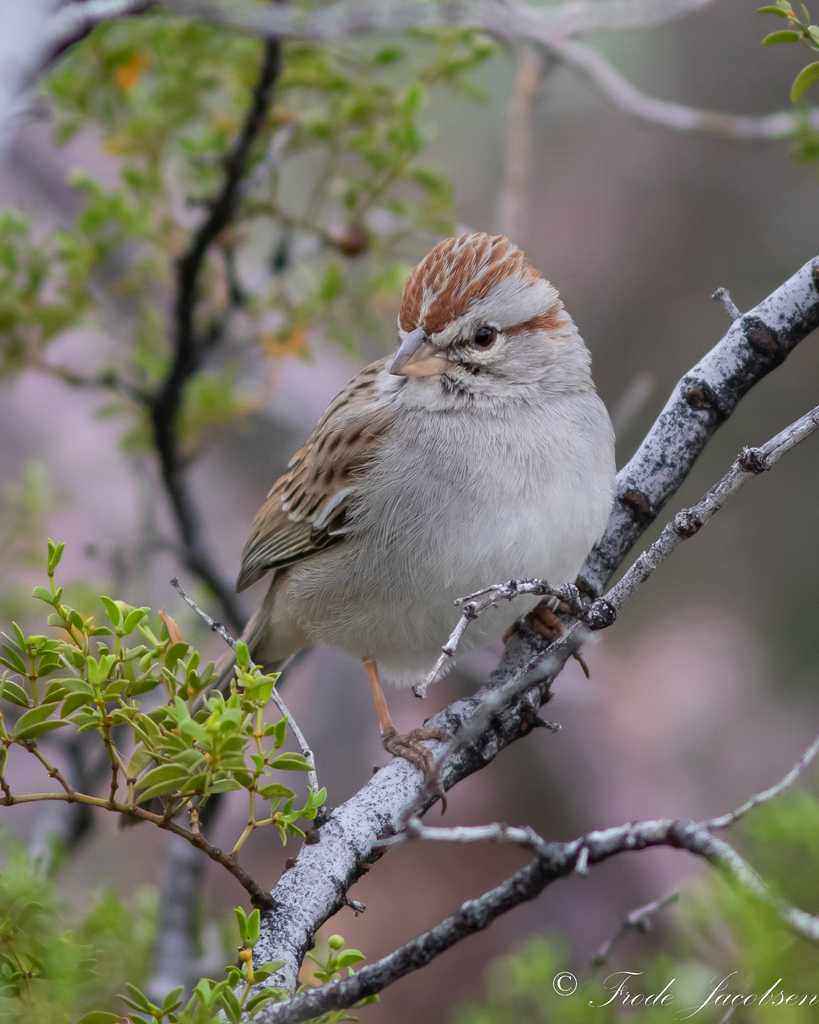 Rufous-winged Sparrow (Sparrows of the US) · iNaturalist